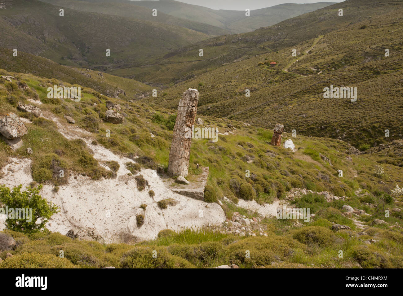 Petrified wood standing fossilized trees re-erected caused by volcanic ...