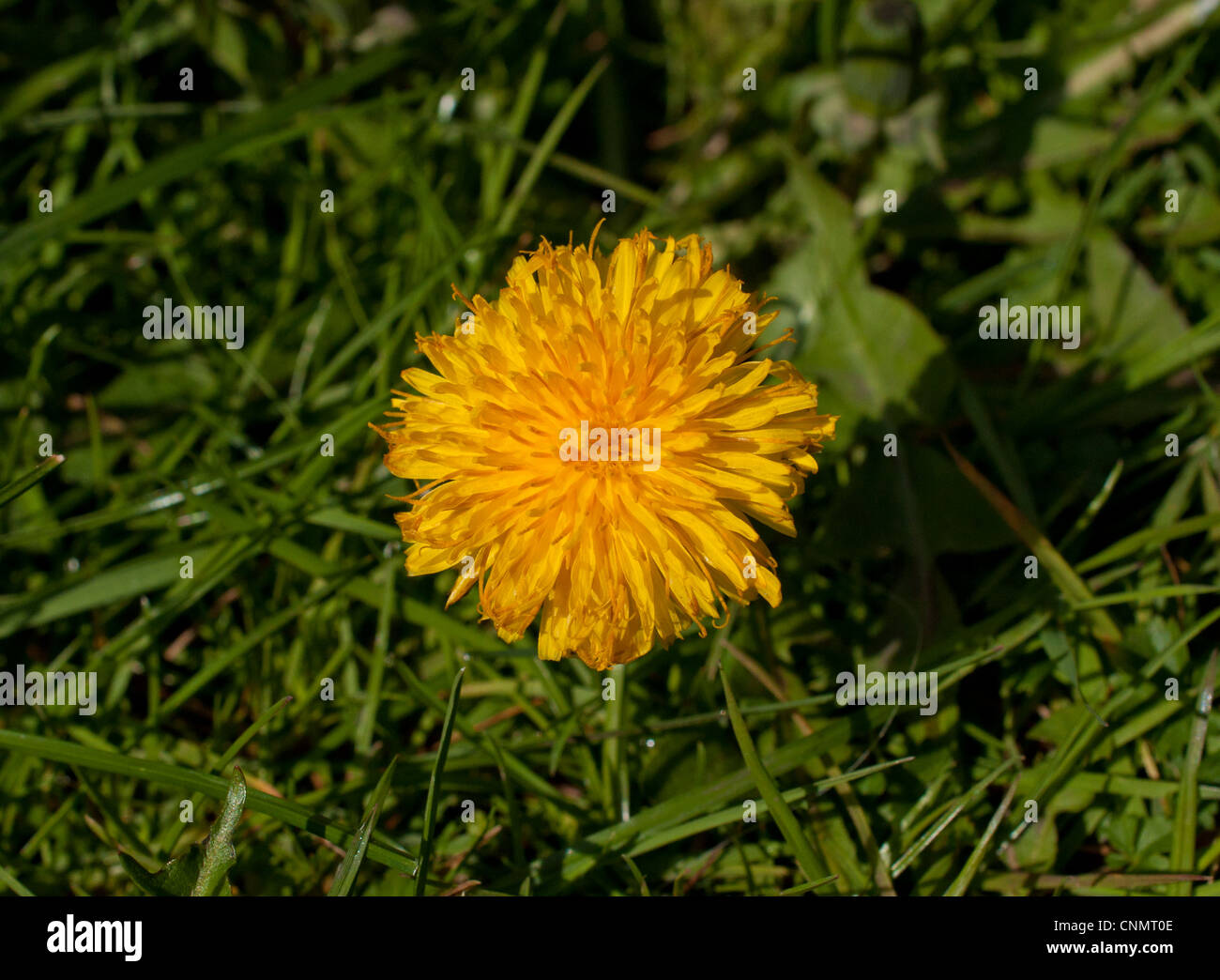 London dandelion hi-res stock photography and images - Alamy