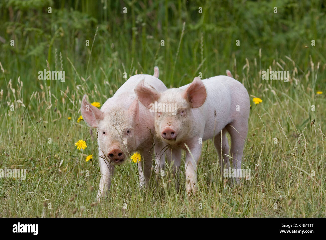 Domestic Pig, Large White x Landrace x Duroc, freerange piglets ...