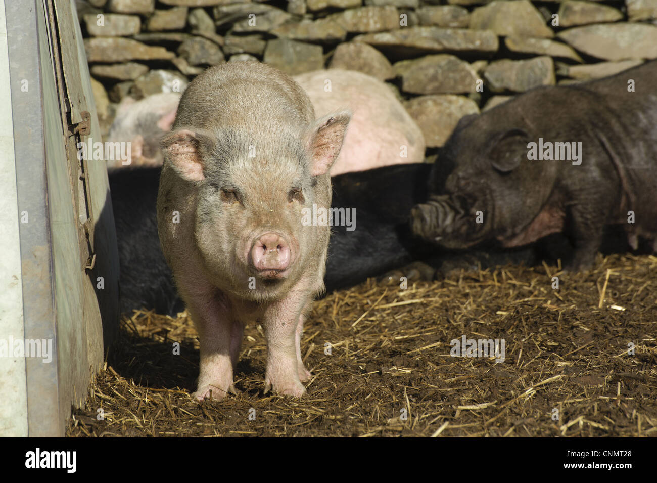 Domestic Pig, Micro Pig (Vietnamese Pot-bellied x Gloucester Old Spot ...