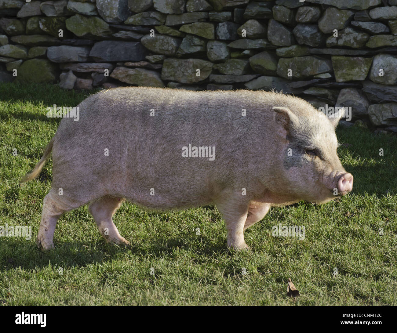 Domestic Pig Micro Pig Vietnamese Pot-bellied x Gloucester Old Spot sow ...
