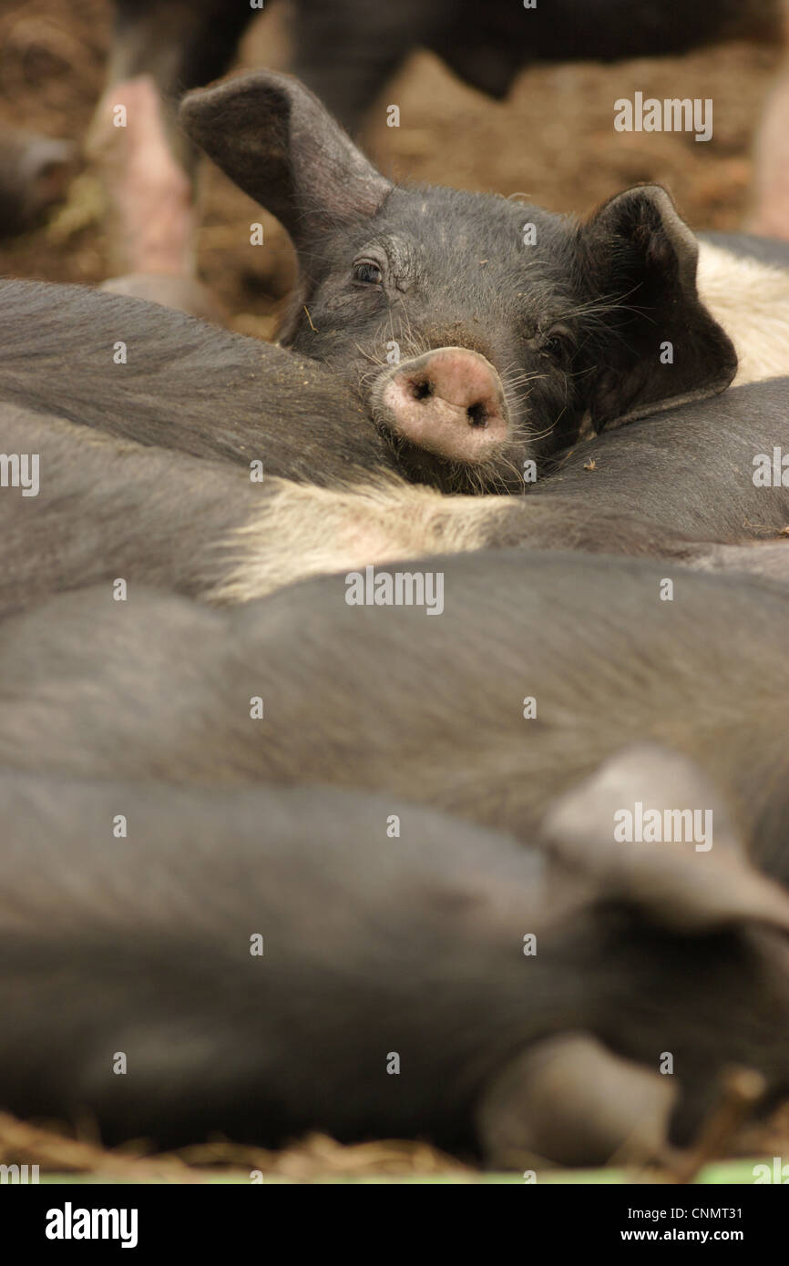 Saddleback pig yorkshire hi-res stock photography and images - Alamy