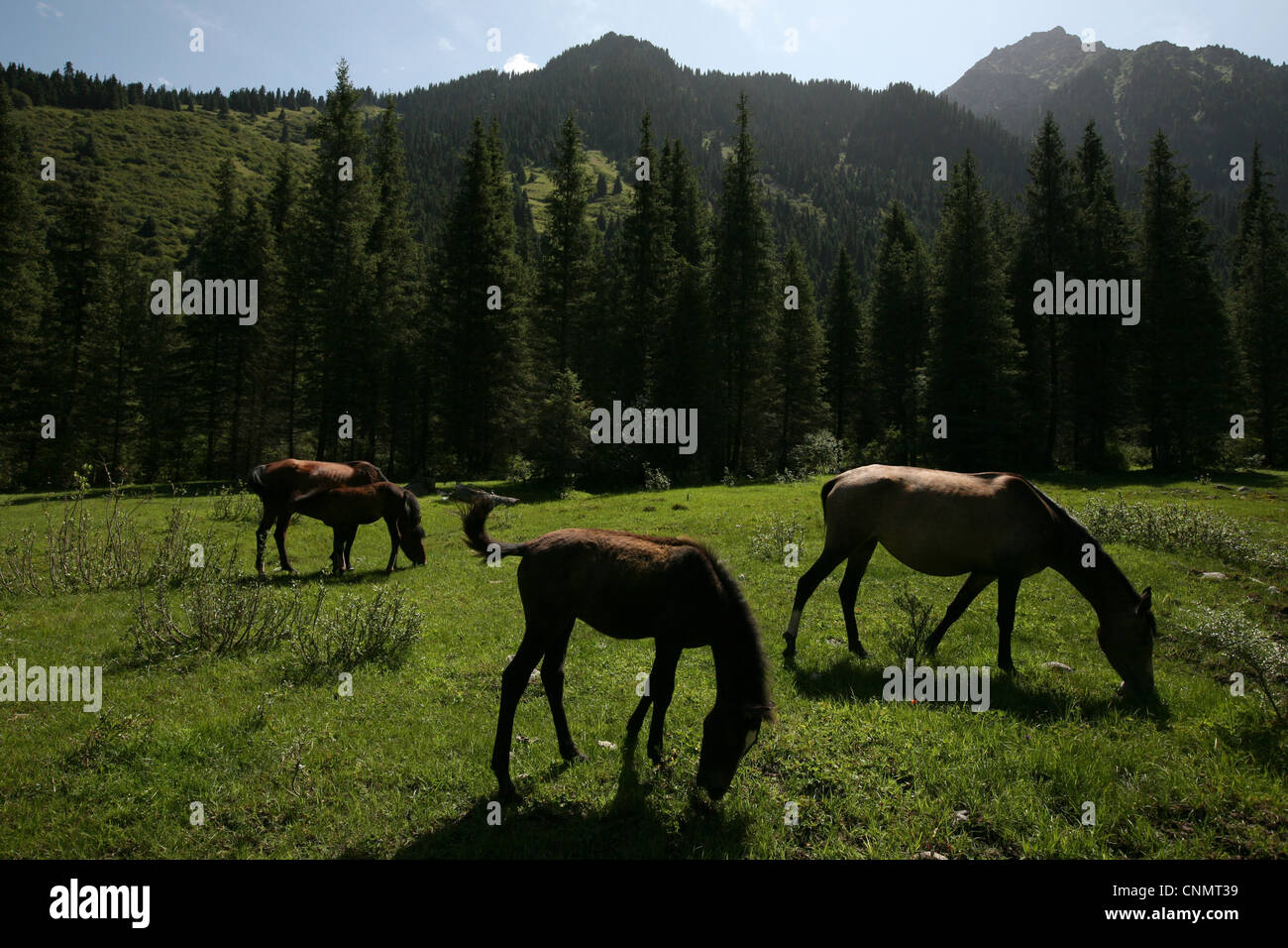 Mares and foals pasture in the valley of the Karakol River in Terskey ...