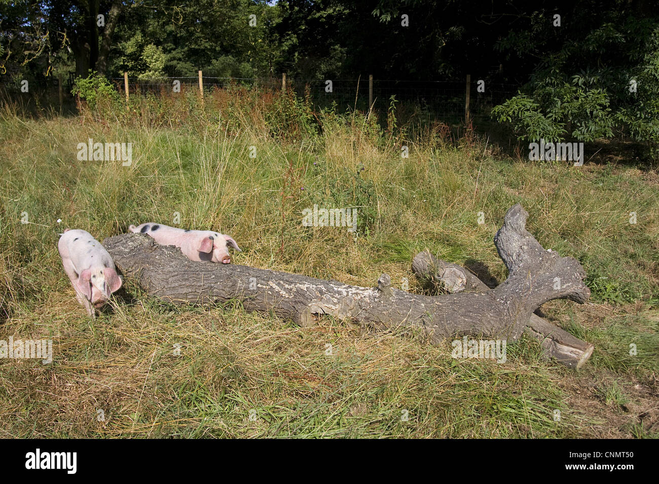 Domestic Pig, Gloucester Old Spot, two piglets, beside log in paddock ...