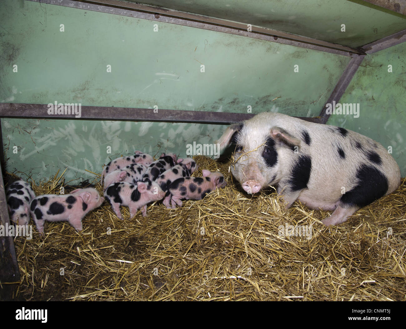 Domestic Pig, Gloucester Old Spot sow with piglets, litter on straw ...