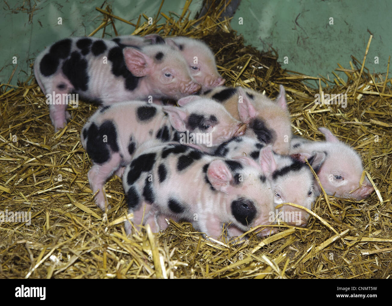 Domestic Pig, Gloucester Old Spot piglets, litter on straw bedding in ...