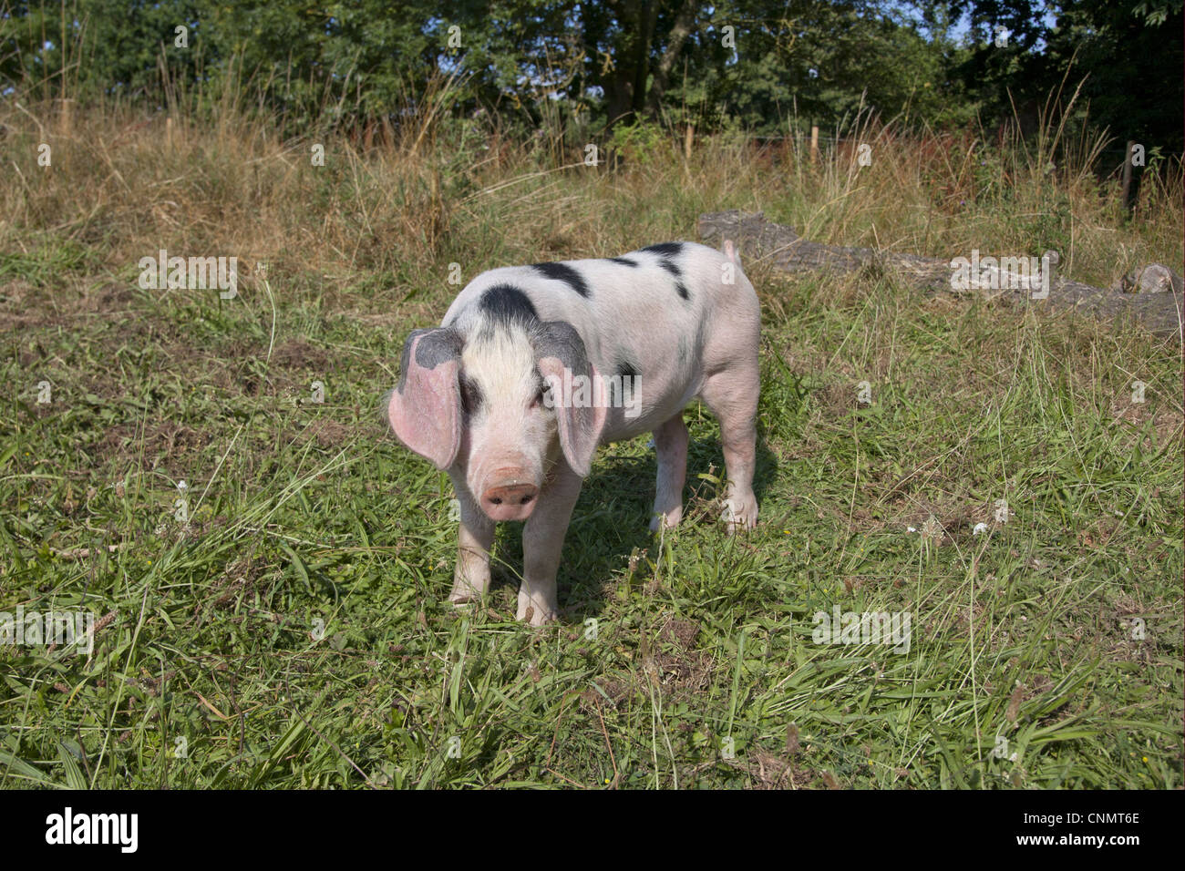 Domestic Pig, Gloucester Old Spot piglet, standing, freerange on ...