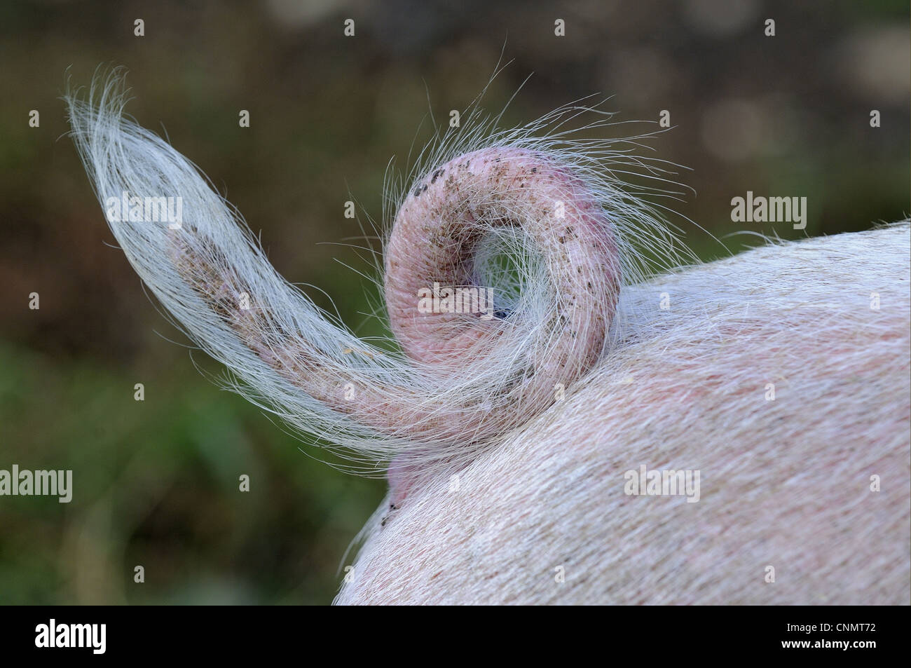 Domestic Pig, Gloucester Old Spot, piglet, close-up of curly tail ...