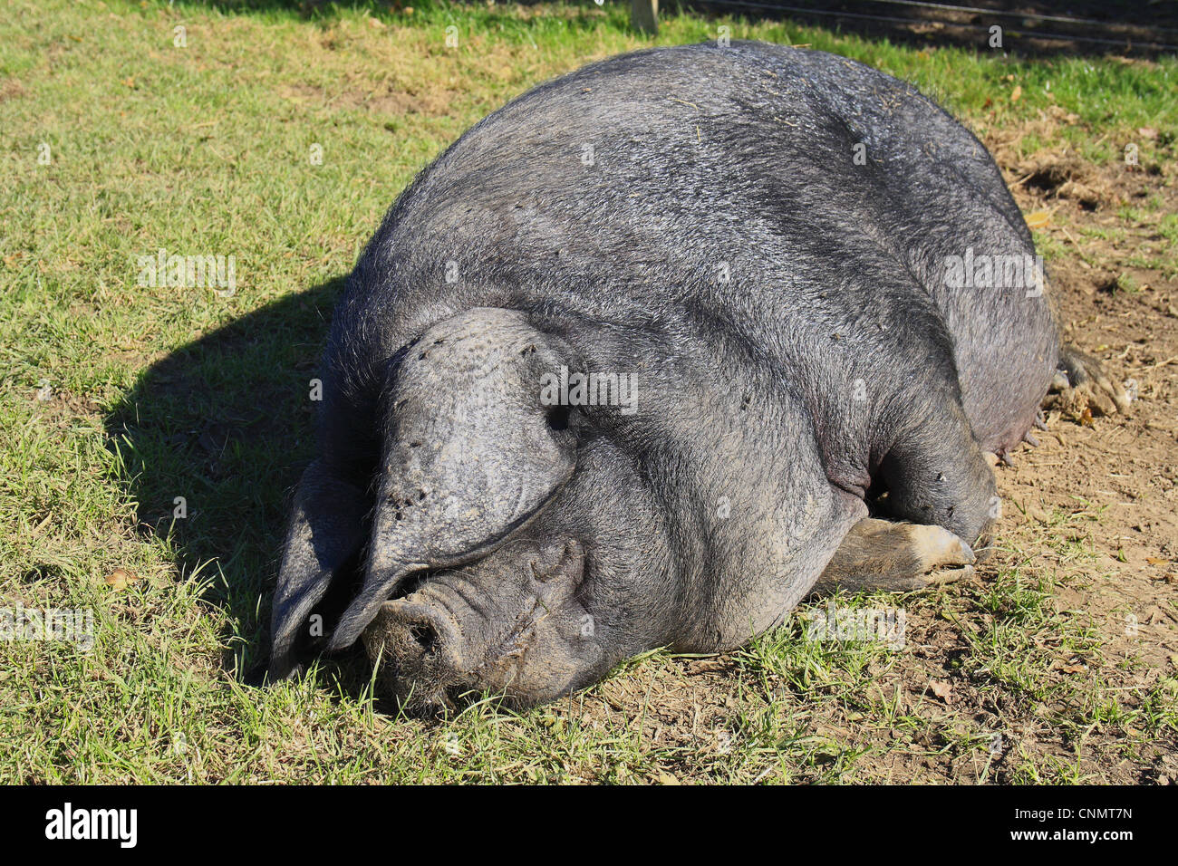 Domestic Pig, Large Black sow, resting in paddock, Museum of East ...