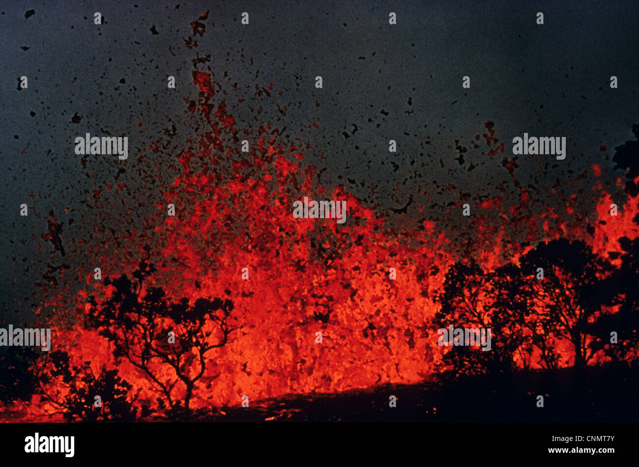 Volcanic eruption, tree silhouetted by molten lava erupting, Mauna Ulu ...