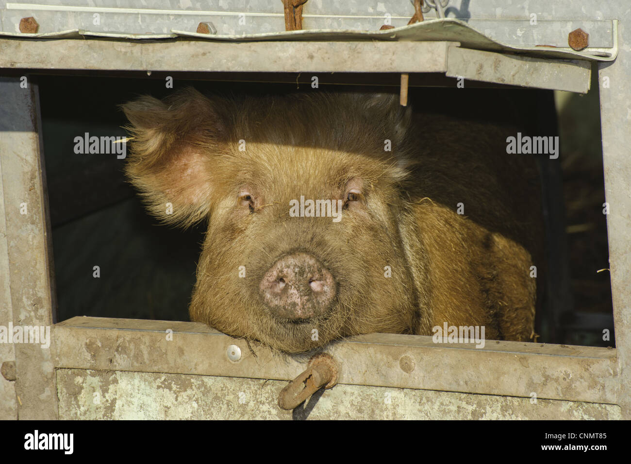 Pig arcs hi-res stock photography and images - Alamy