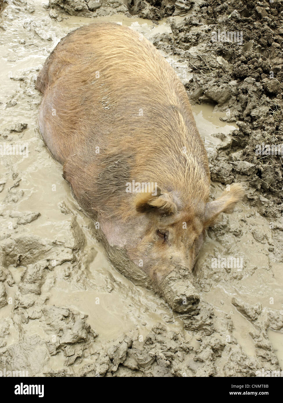 Domestic Pig, Tamworth, adult, wallowing in mud, Midlands, England ...