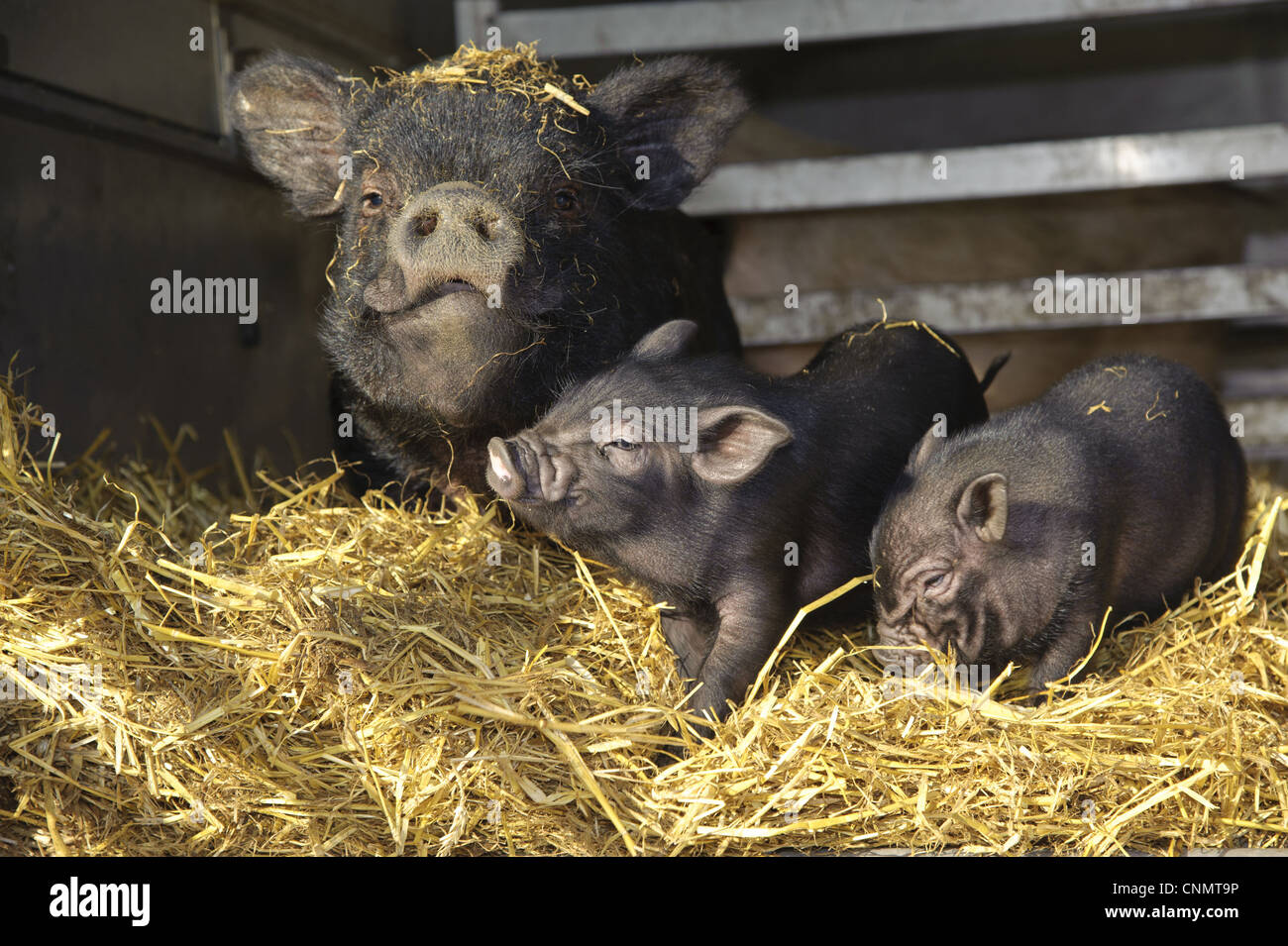 Domestic Pig, Vietnamese Pot-bellied Pig, sow with two piglets, on ...