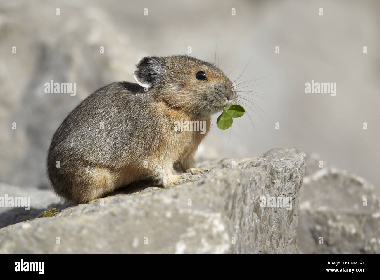 American Pika (Ochotona princeps) adult, feeding on clover leaves ...