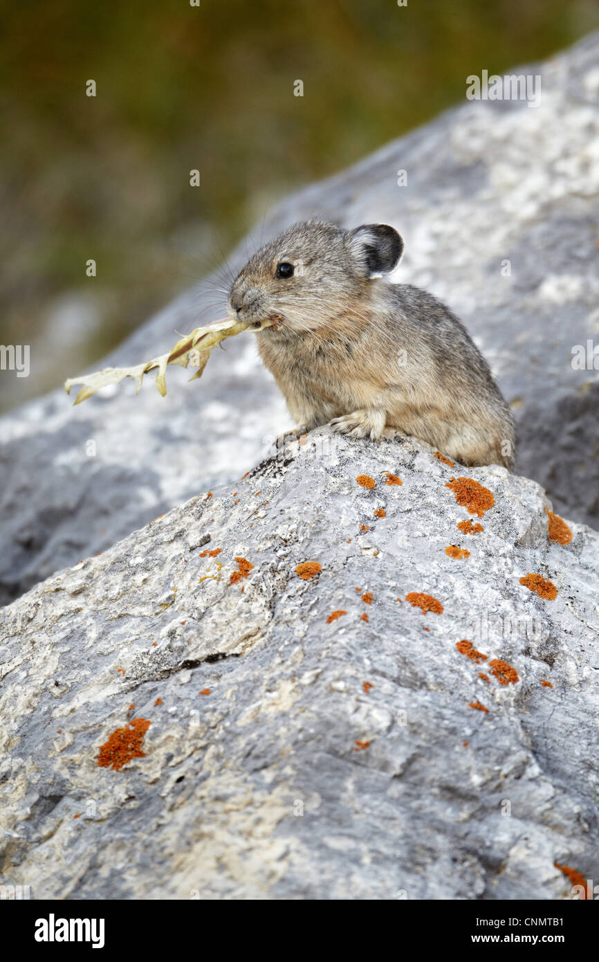 American Pika Ochotona princeps adult feeding dandelion leaf standing ...