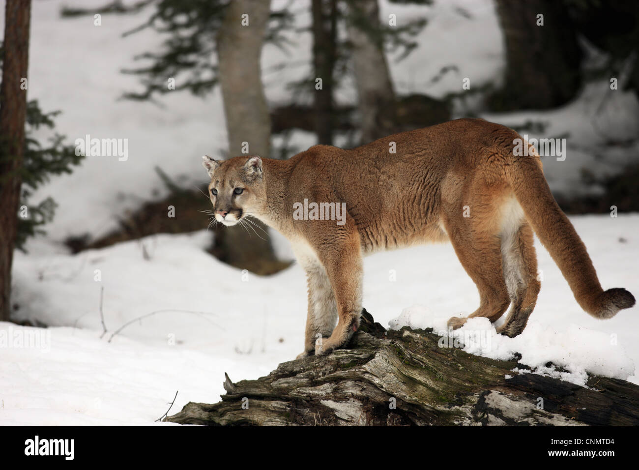 Puma (Felis concolor) adult, standing on log in snow, Montana, U.S.A ...