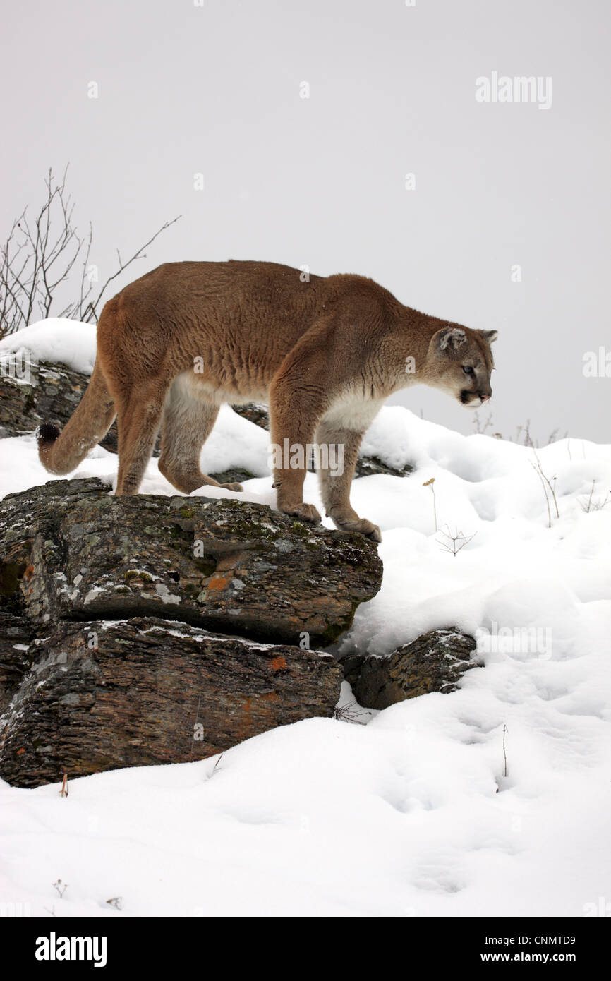 North american puma hi-res stock photography and images - Alamy