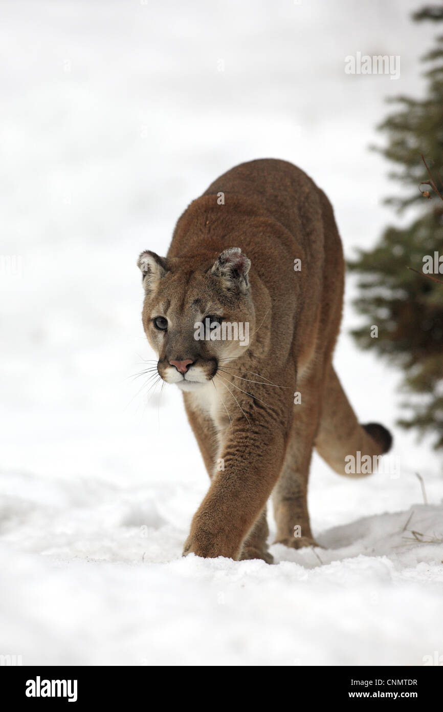 Puma (Felis concolor) adult, walking in snow, Montana, U.S.A., winter ...