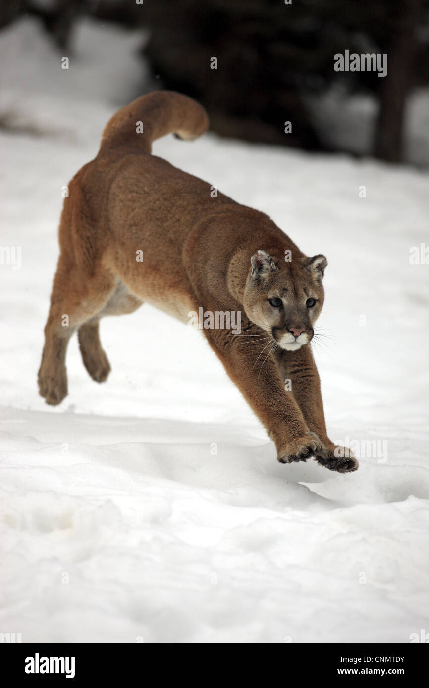 Mountain Lion Jumping In Snow