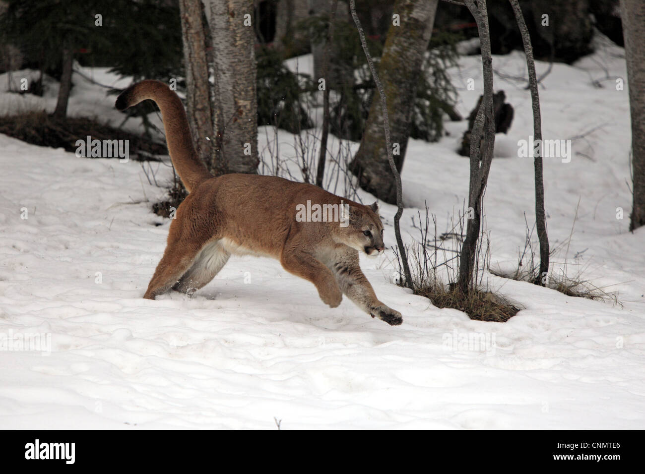 Puma (Felis concolor) adult, running in snow, Montana, U.S.A., winter ...