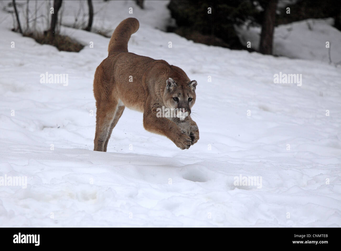 Puma (Felis concolor) adult, running in snow, Montana, U.S.A., winter ...