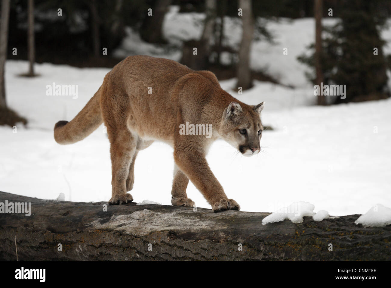 Puma (Felis concolor) adult, walking on log in snow, Montana, U.S.A ...