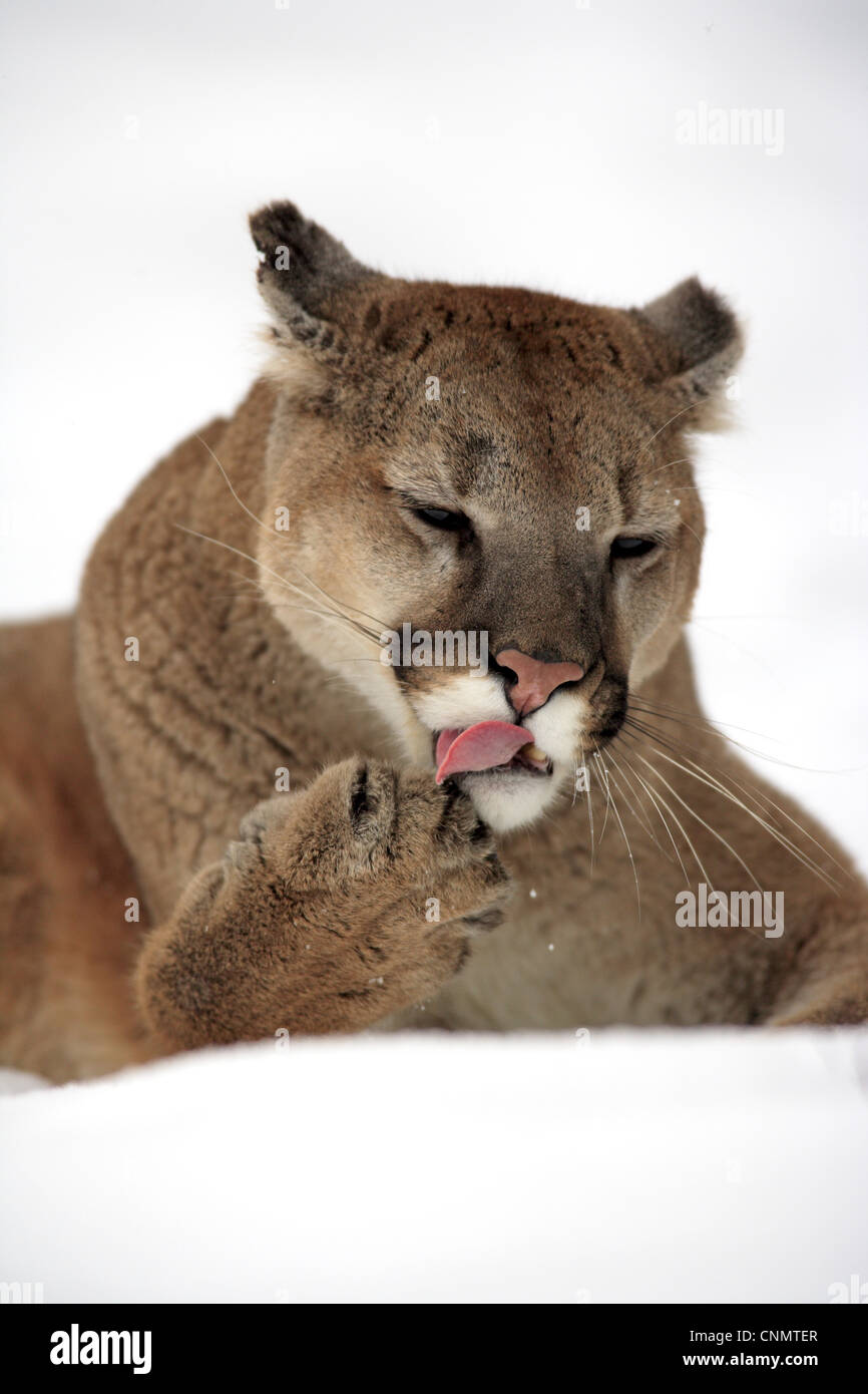 Puma (Felis concolor) adult, close-up of head, licking front paw ...