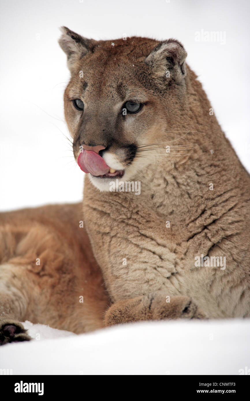 Puma (Felis concolor) adult, close-up of head, licking nose, resting in ...