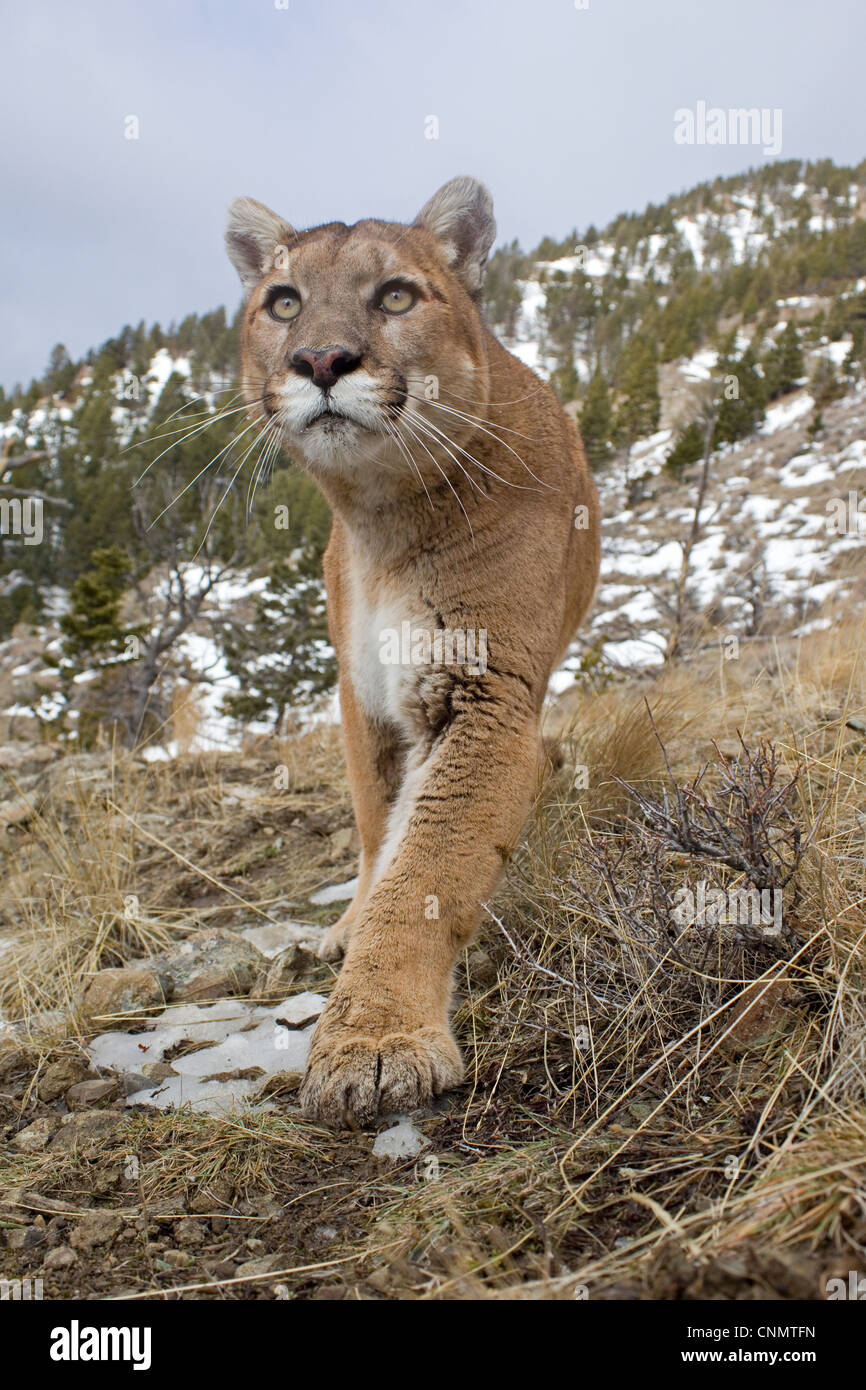 Puma (Felis concolor) adult, walking on slope with melting snow, Rocky ...