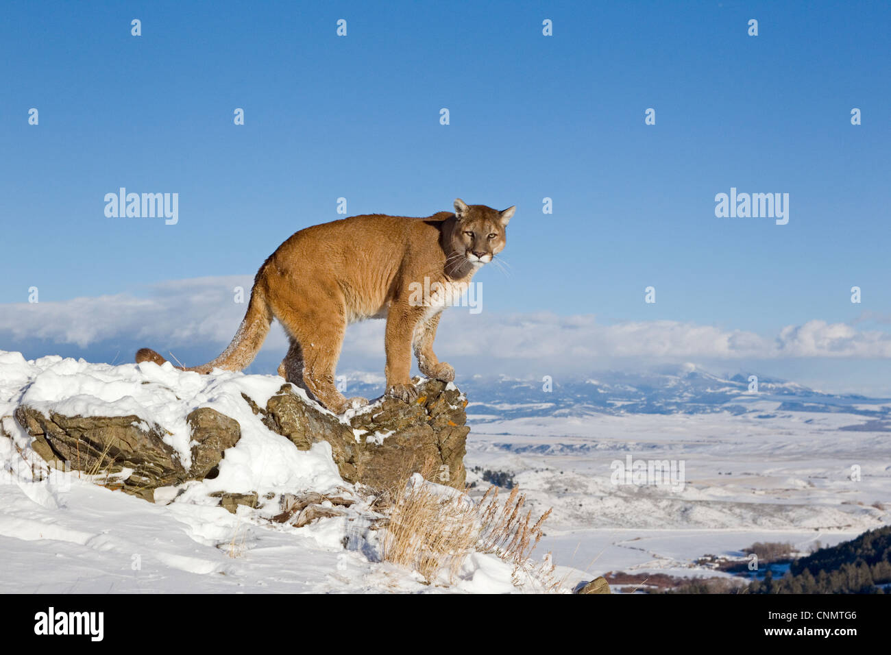 Puma (Felis concolor) adult, standing on rock in snow, Rocky Mountains ...
