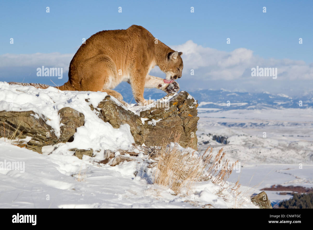 Puma paw hi-res stock photography and images - Alamy