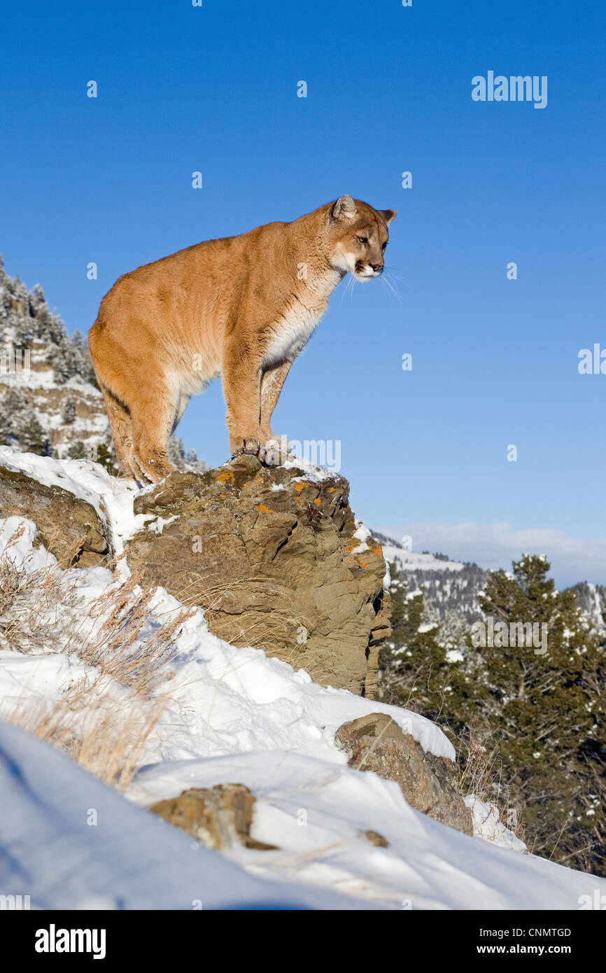 Cougar puma concolor adult standing hi-res stock photography and images ...