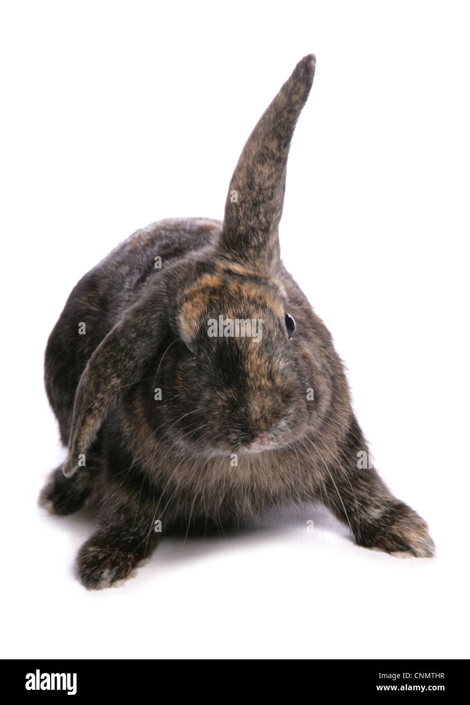Domestic Rabbit, tortoiseshell lop-eared, adult Stock Photo - Alamy