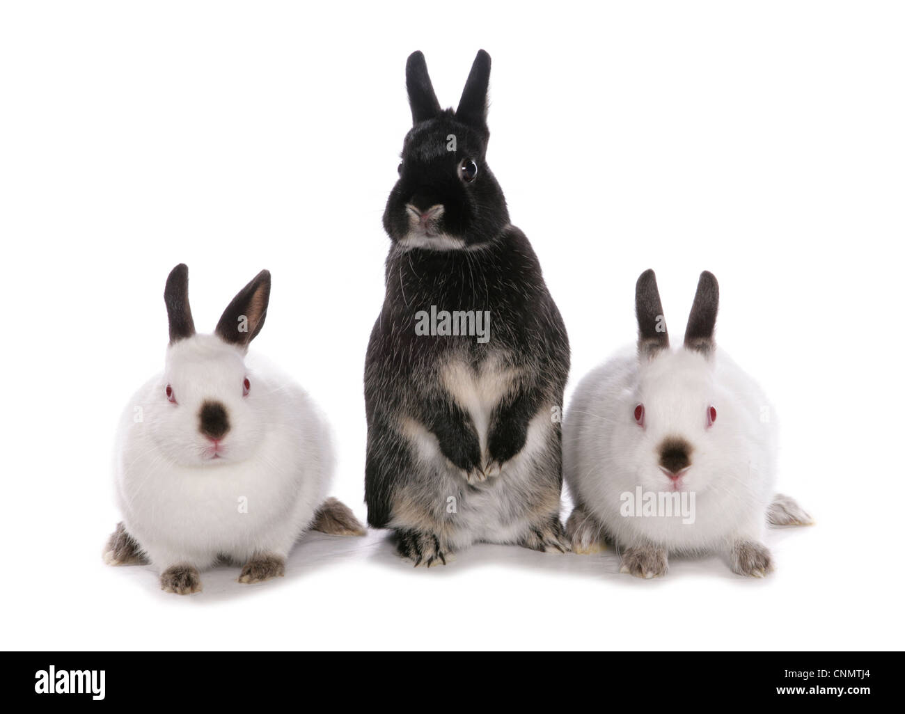 Domestic Rabbit, three adults, standing on hind legs and sitting Stock ...