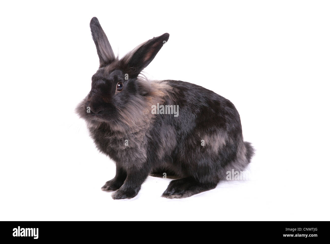 Domestic Rabbit, Lionhead, adult male, sitting Stock Photo - Alamy