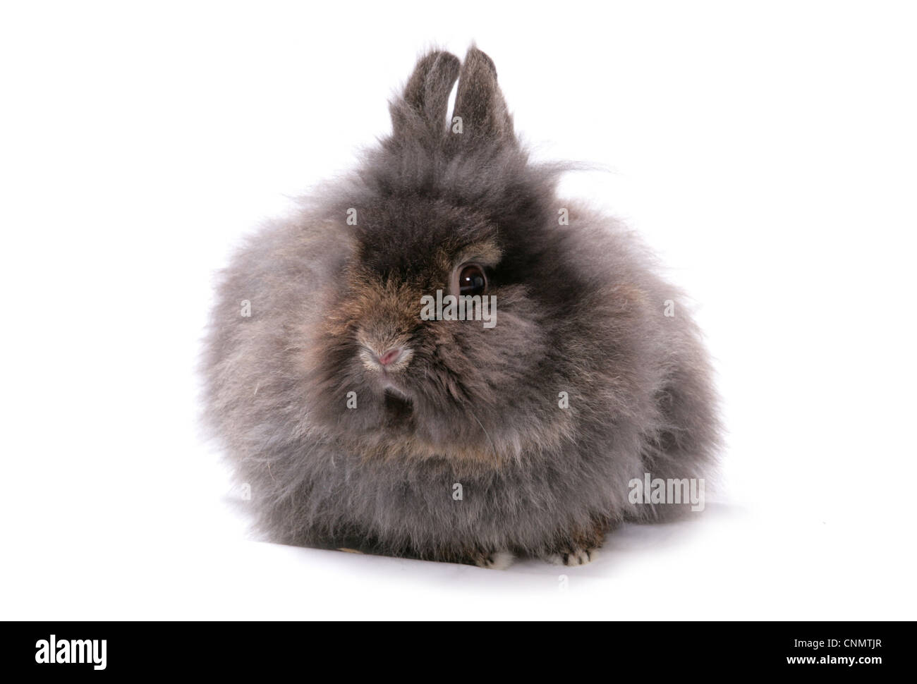 Domestic Rabbit, Lionhead, black adult, sitting Stock Photo - Alamy