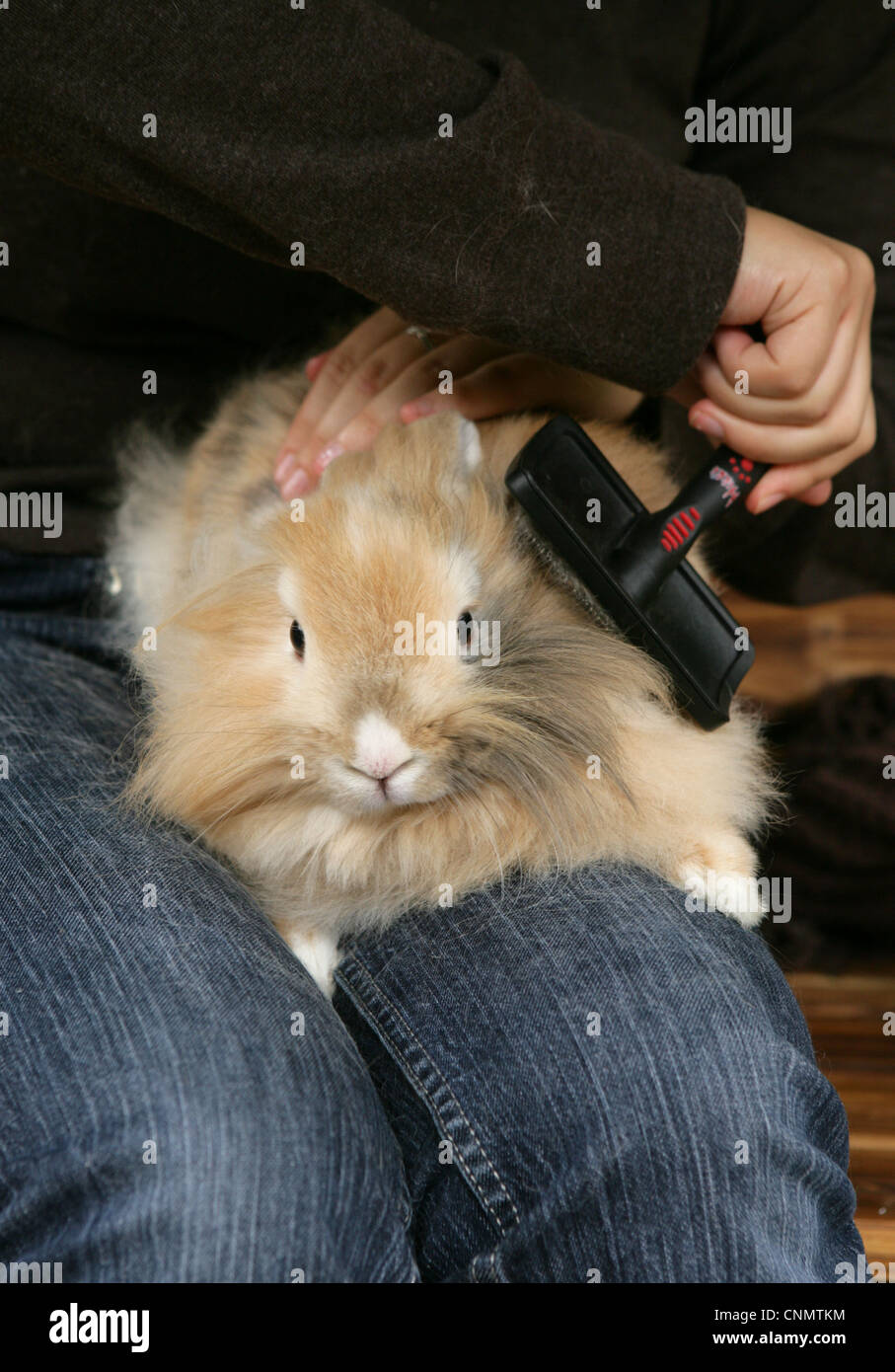 Domestic Rabbit, adult, with owner brushing fur, England, october Stock ...