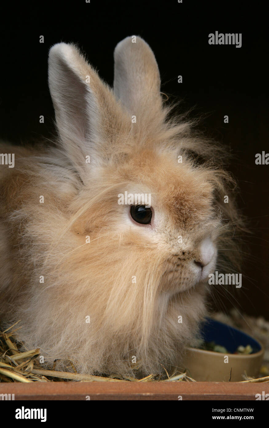 Domestic Rabbit, Lionhead, adult female, close-up of head, sitting in ...