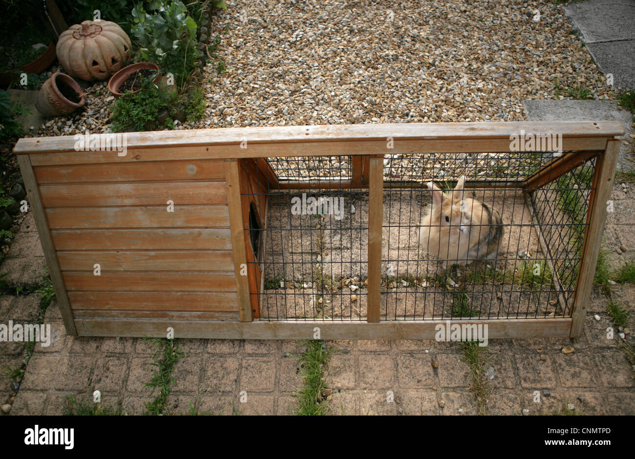Domestic rabbits pen hi-res stock photography and images - Alamy