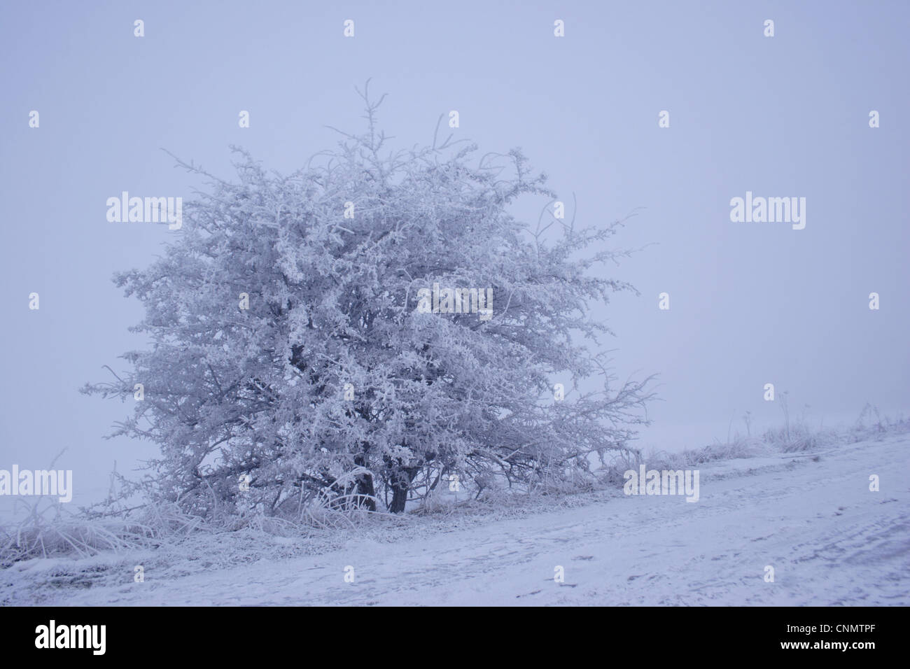 Tree covered in hoar frost, with thick fog over low lying marshland ...