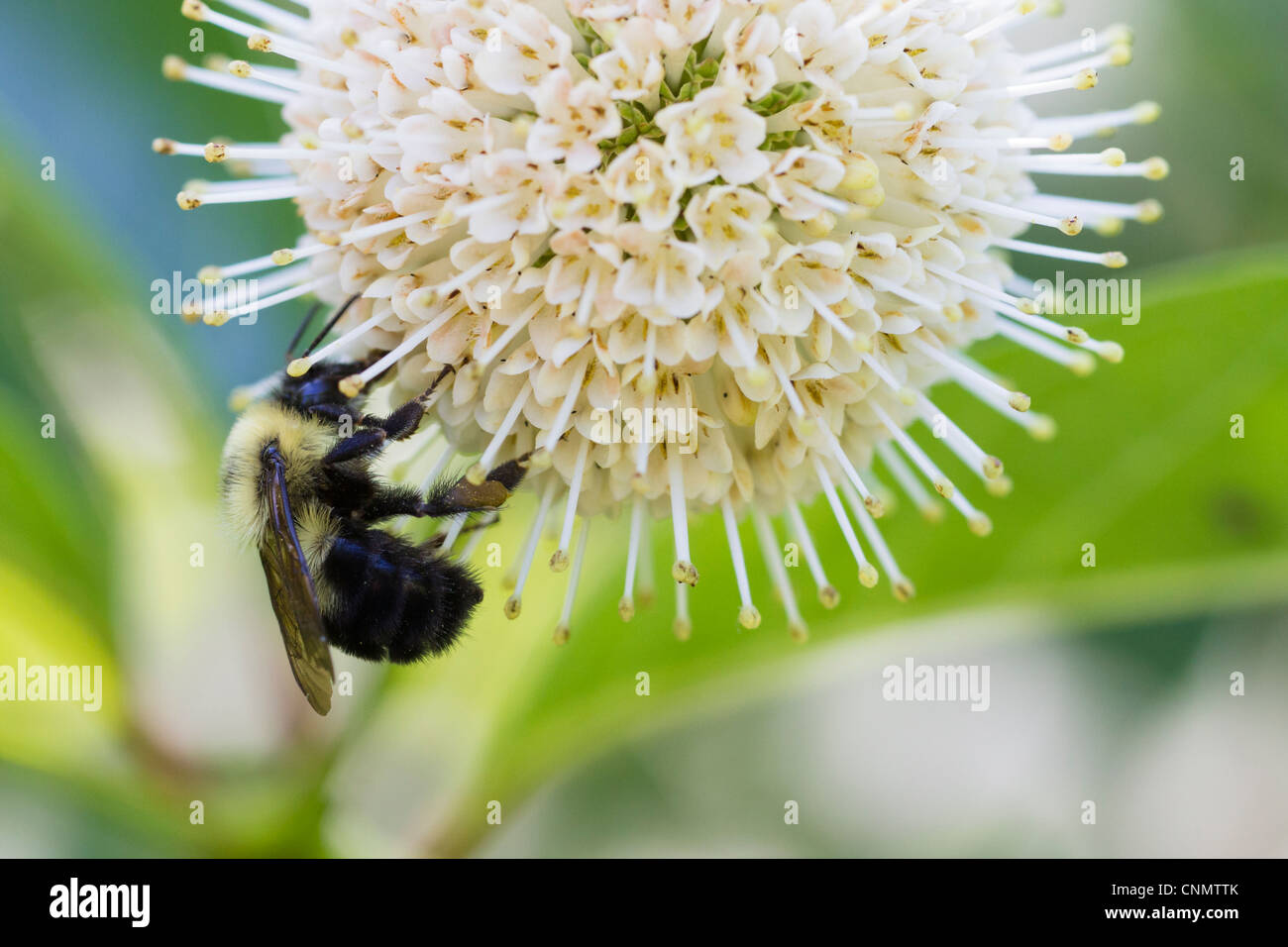 Bumblebee gathering pollen from flower on a Chinese Buttonbush Stock ...