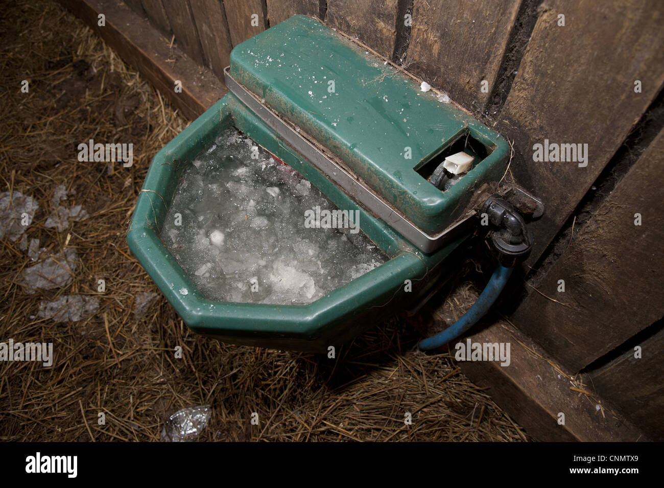 Frozen water drinker in farm building, Chipping, Lancashire, England ...