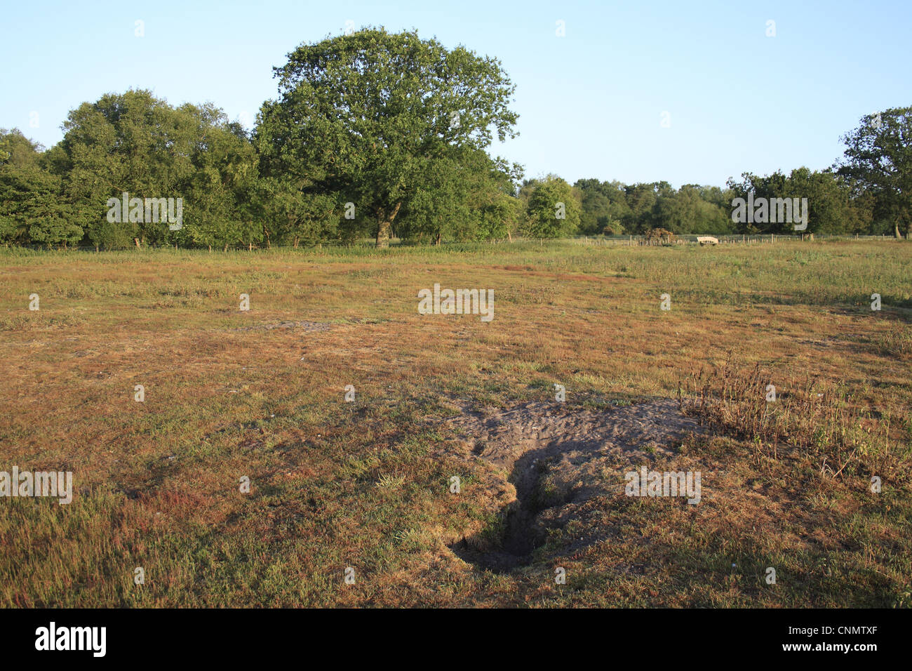 European Rabbit Oryctolagus cuniculus burrow entrance sandy soil rough ...