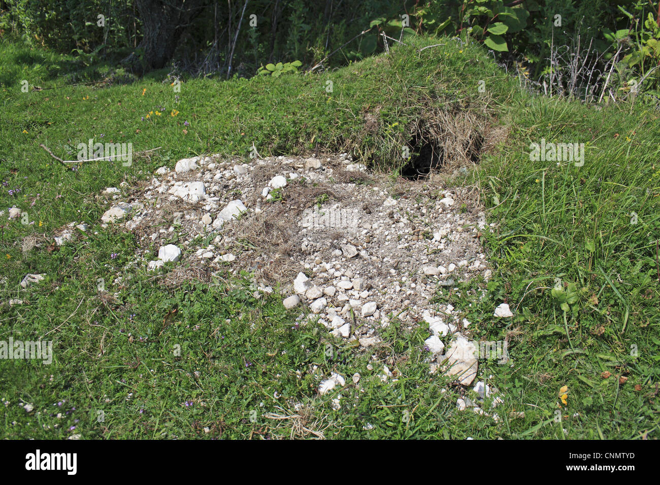 Rabbit holes uk hi-res stock photography and images - Alamy