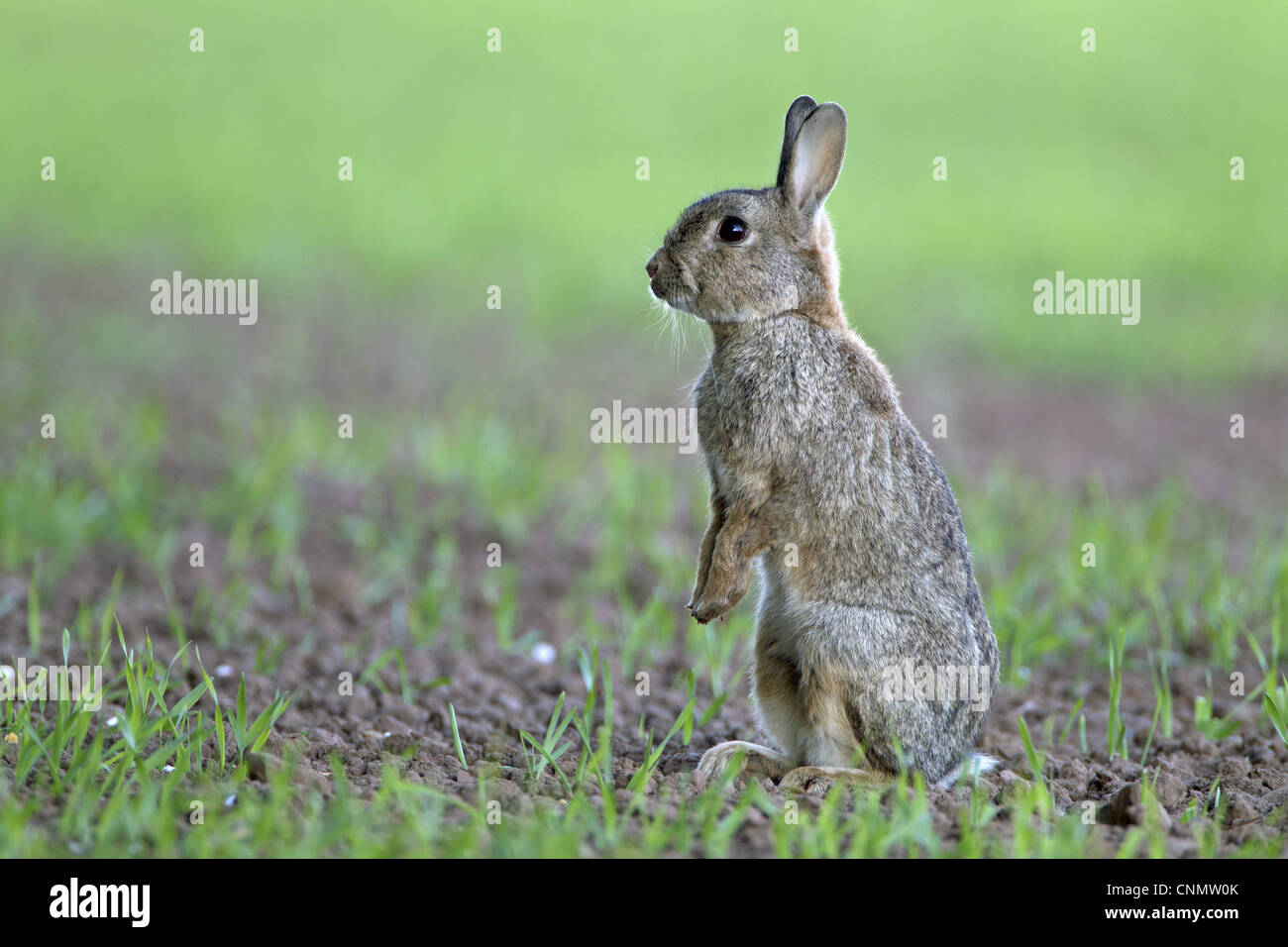 European Rabbit Oryctolagus cuniculus adult standing alert hind legs ...