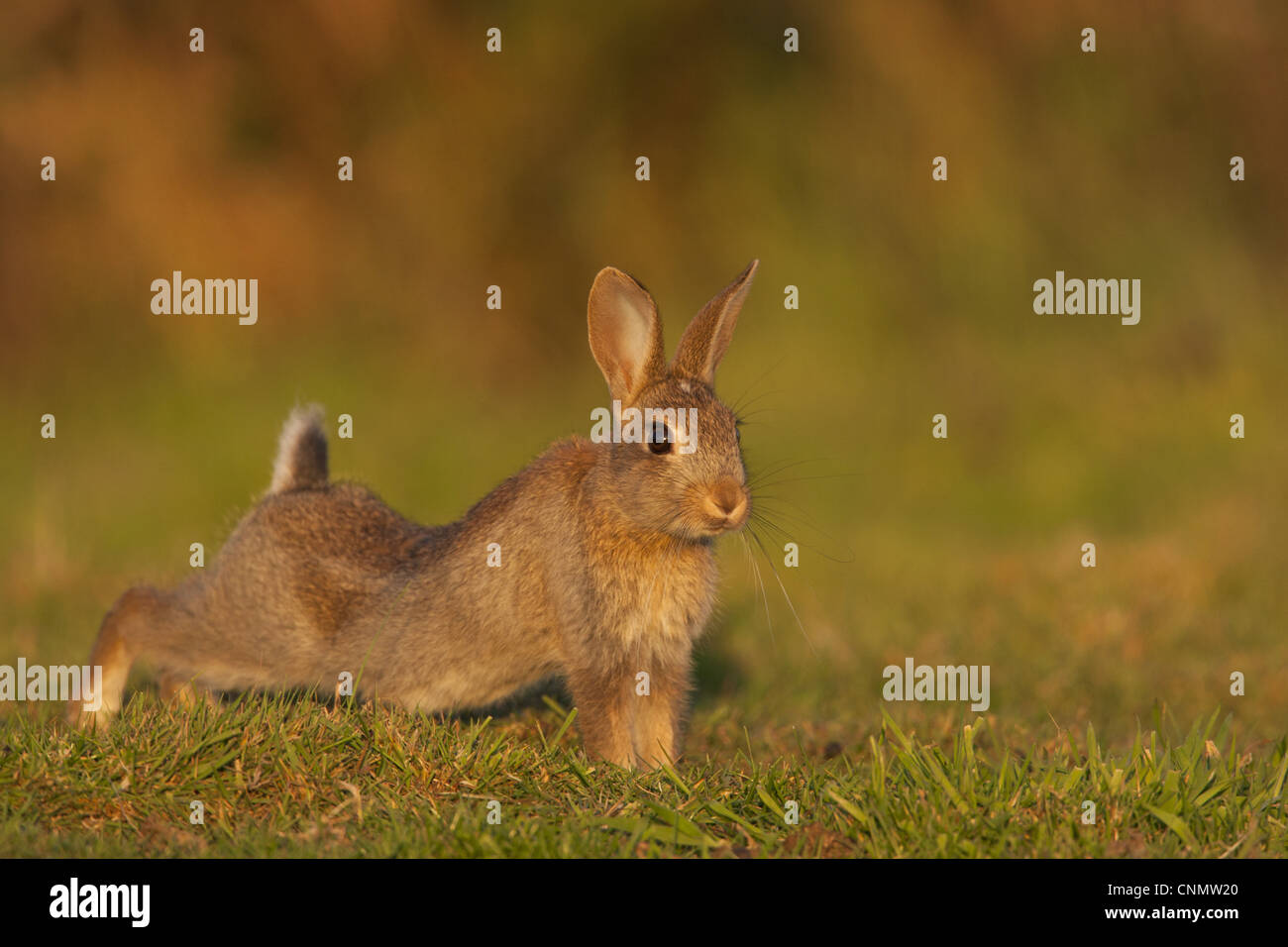 European Rabbit (Oryctolagus cuniculus) young, alert, stretching on ...