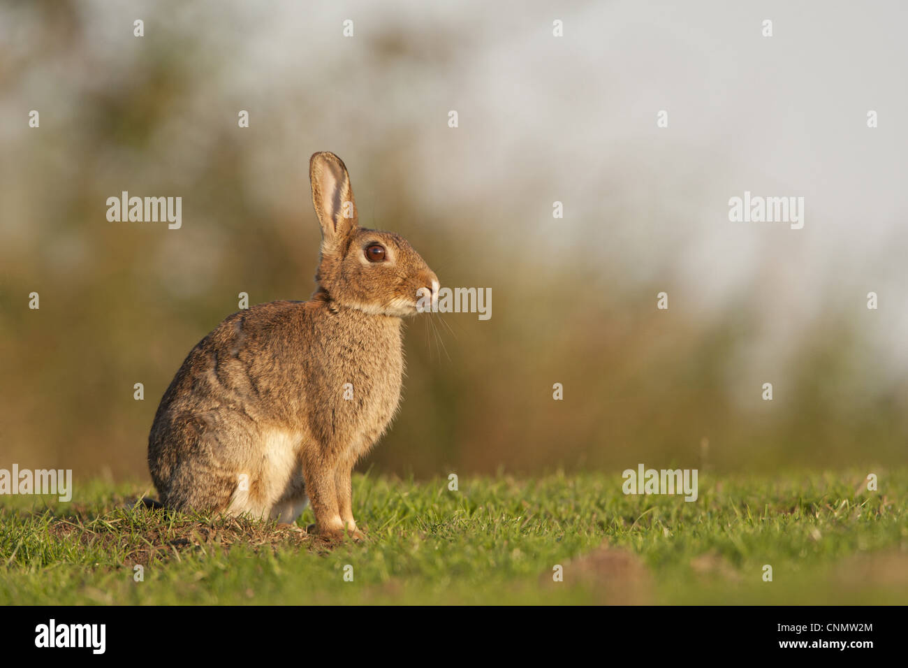 European Rabbit (Oryctolagus cuniculus) adult, alert, sitting on ...
