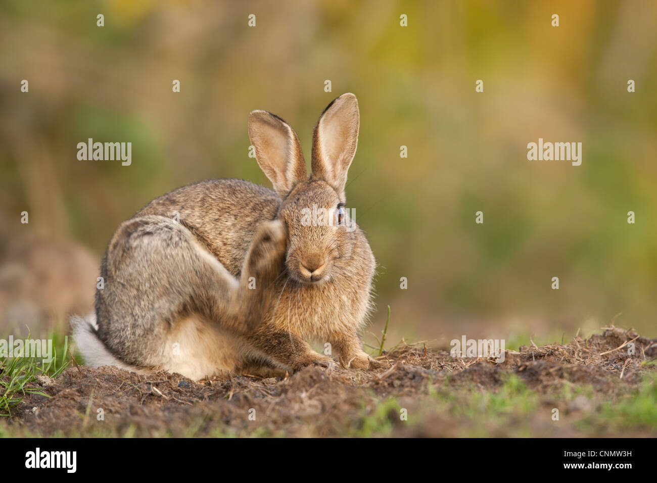 European Rabbit Oryctolagus cuniculus adult scratching head back foot ...