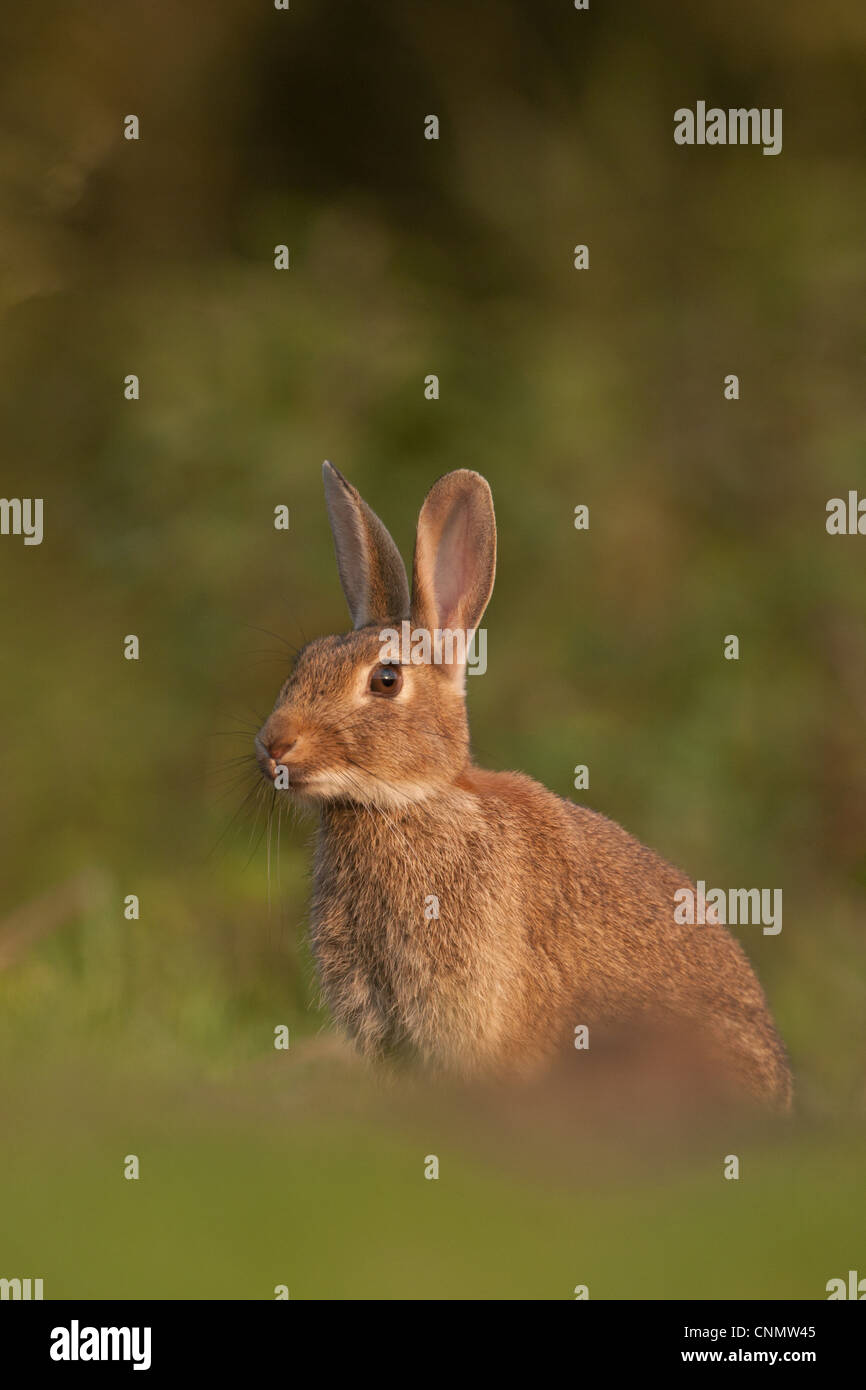 European Rabbit (Oryctolagus cuniculus) adult, alert, sitting on ...