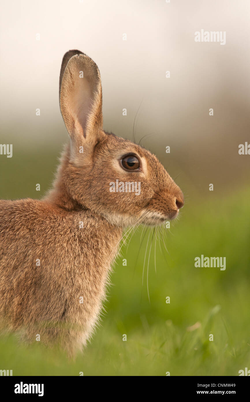 Rabbit profile hi-res stock photography and images - Alamy